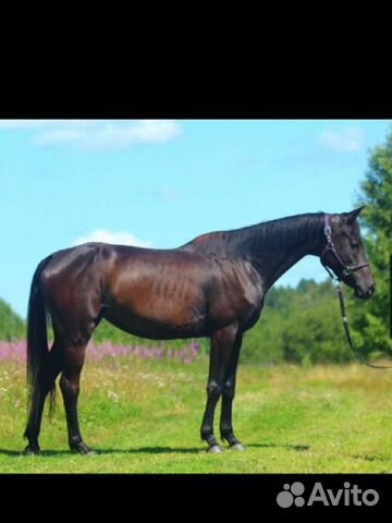 Продам лошадь