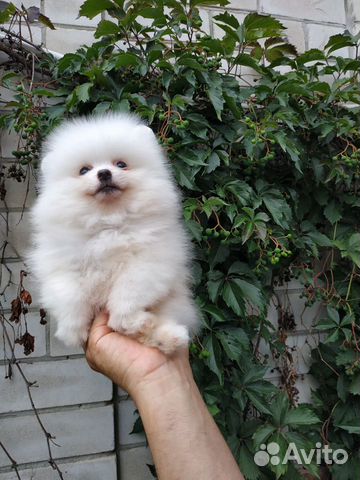 Полярный мишка