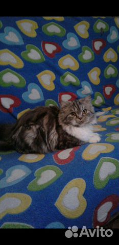 Шотландская кошечка