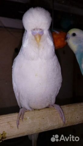 Белый попугайчик, птенчик, ввп,чех