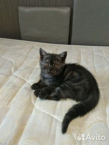 Котята британцы