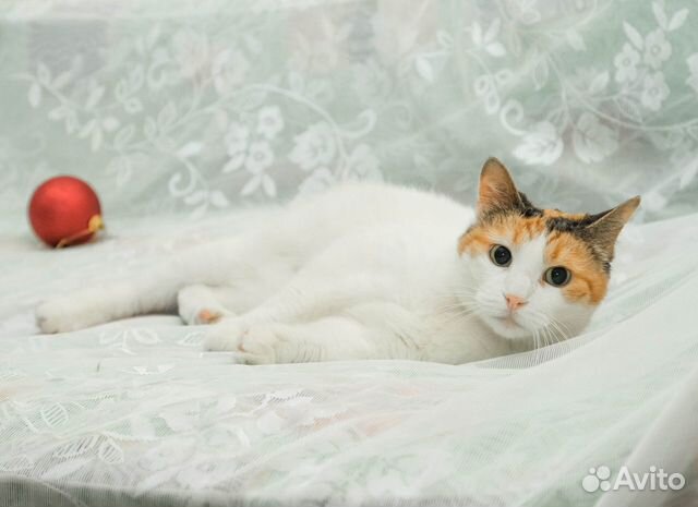 Диванная красавица Пуся в дар