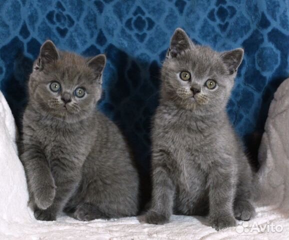 Британские маленькие тигрята