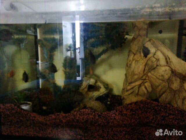 Цихлозома черно полосатая