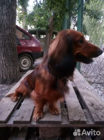 Вязка такса