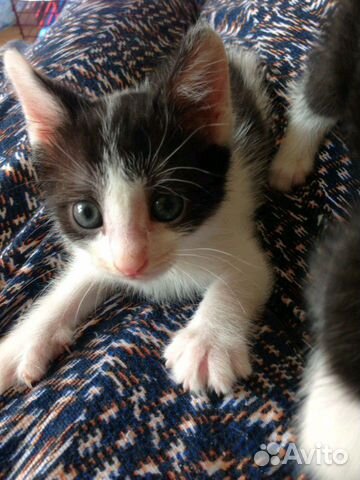 Котята двухцветные