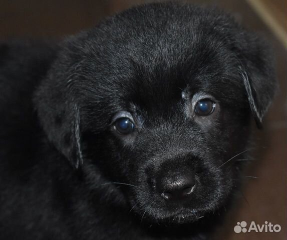 Малыши лабрадорчики