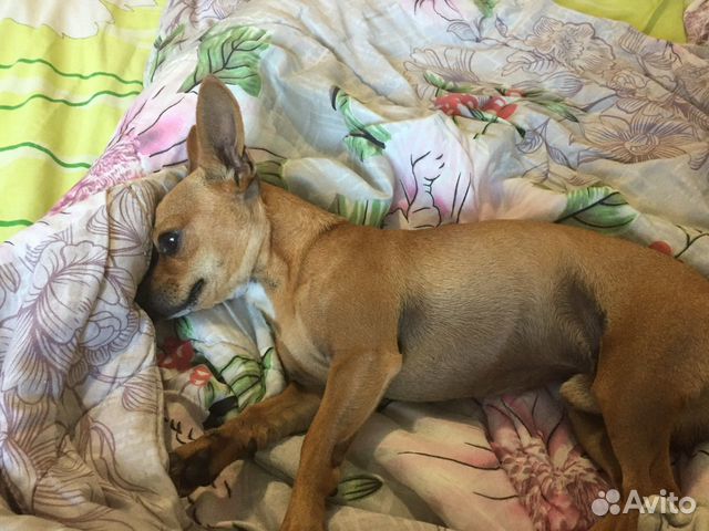 Вязка Красавец Фил ищет невесту