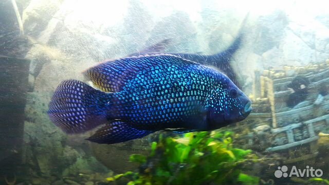 Цихлазома пчёлка