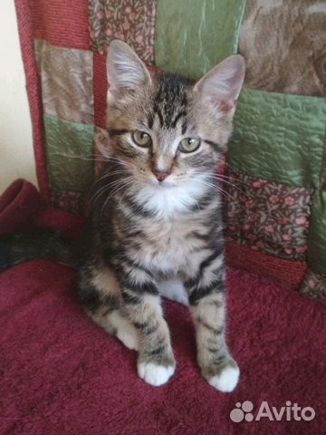 Котята-малыши Пупсик,Пятнашка