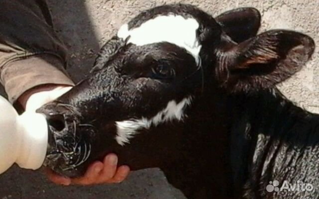 Теленок бычок 5дней