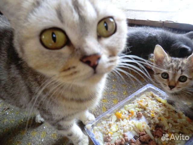 Котятки из храма