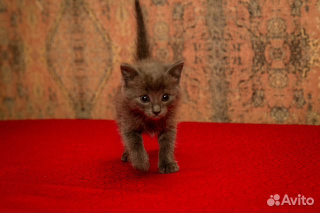 Чудные котята ищут настоящих верных друзейОбработа