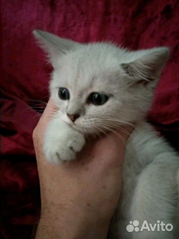 Шотландские котята Серебристая Шиншилла