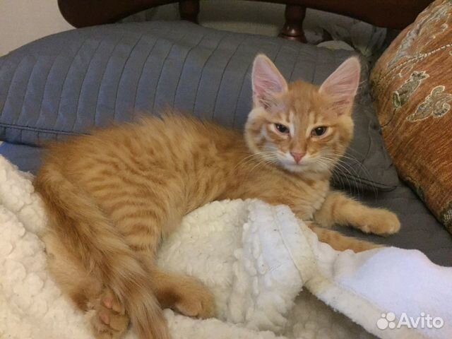 Солнечное чудо в очень добрые руки