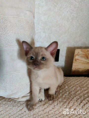 Бурманские котята