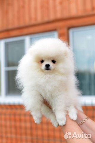 Девочка померанского шпица