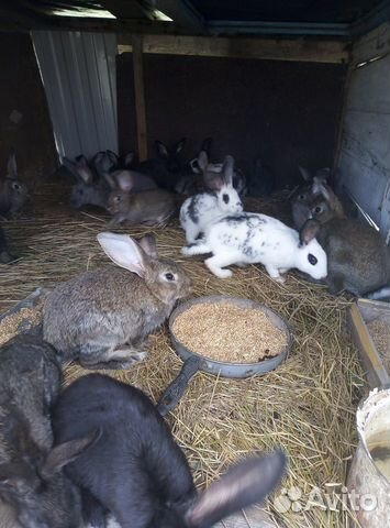 Продаю крольчат и кроликов разного возраста, цена