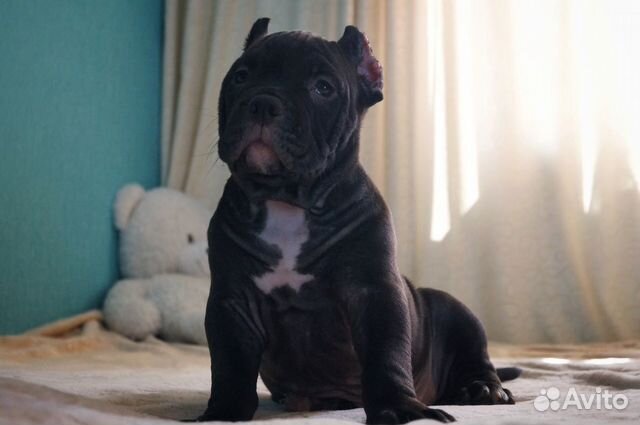 Американский булли.кобель