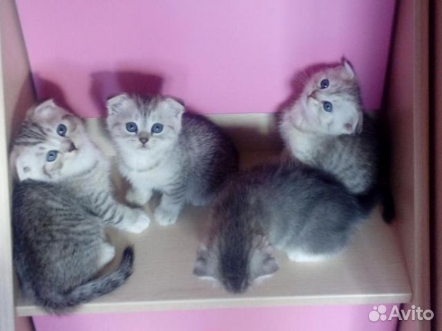 Котята шотланские