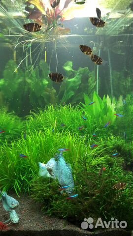 Бликса японская