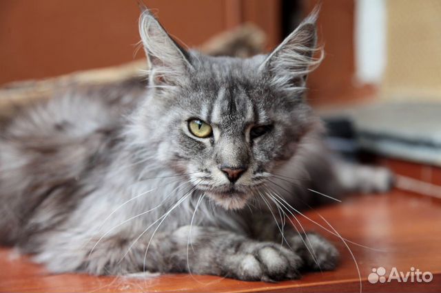 Стерилизованная кошечка Мотильда ищет дом