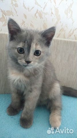 Британские чистокровные котята