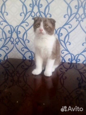 Продою двух Чистокровных шотландских кошек
