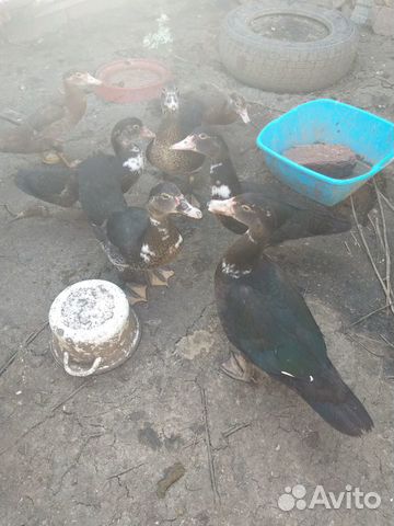 Индоутята подрощенные