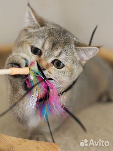 Ариша - чёрная тикированная черепаховая девочка