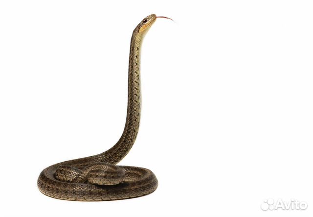 Узорчатый полоз