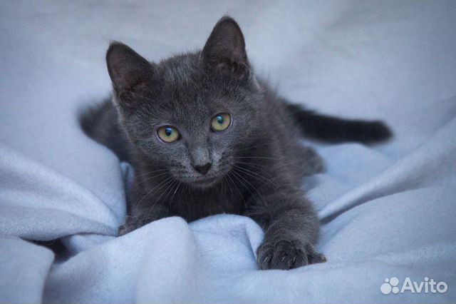 Котенок Славик очень ждет своих мам и пап