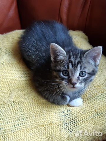 Ласковый мальчик