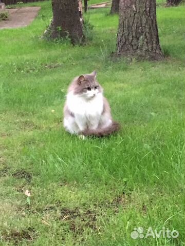 Кошки брошенки