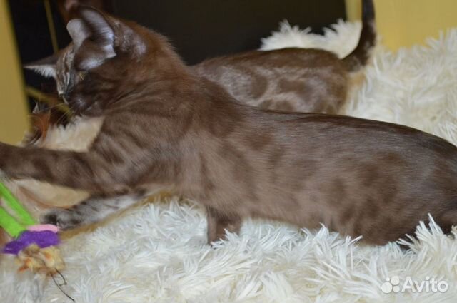 Шоколадка бенгальская (Девочка)