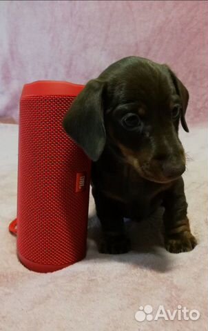 Щенок кроличей/миниатюрный таксы