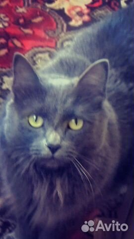 Стеша ищет дом