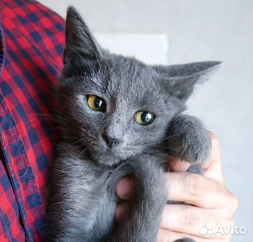 Красивые котята принесут много счастья в дом