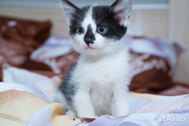 Люсенька ищет добрых хозяев