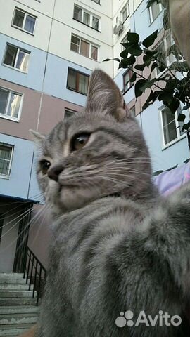 Котенок британец