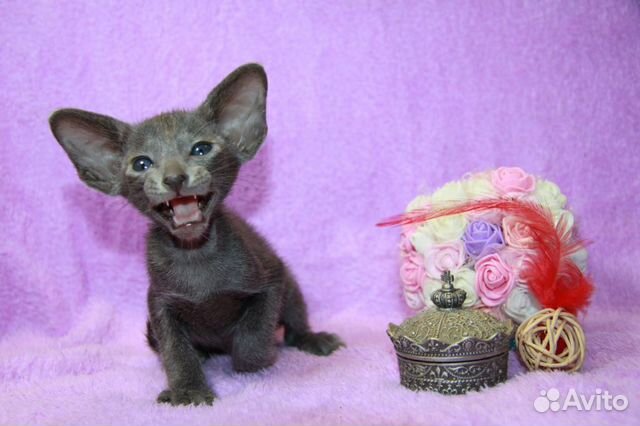 Шикарный котик Квентин