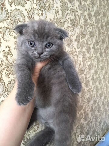 Шотландский вислоухий котёнок