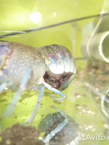 Рак австралийский красноклешневый