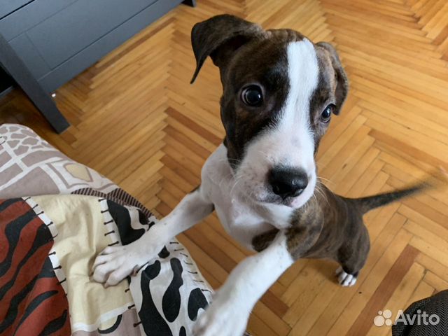 Американский Стаффордширдский терьер