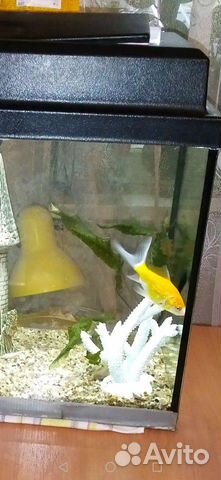 Комета обмен