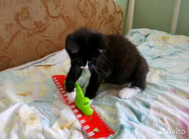 Маленький котик Ясик ищет дом