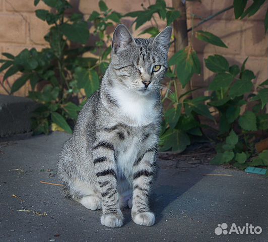 Верная Анюта в добрые руки