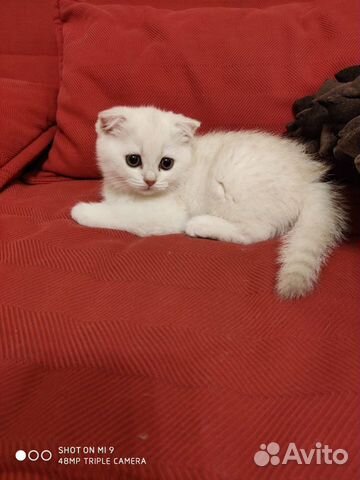 Шотландская кошечка