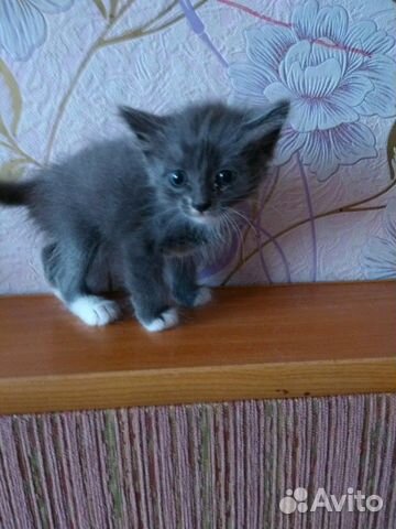 Котята Дымчатые пушистики