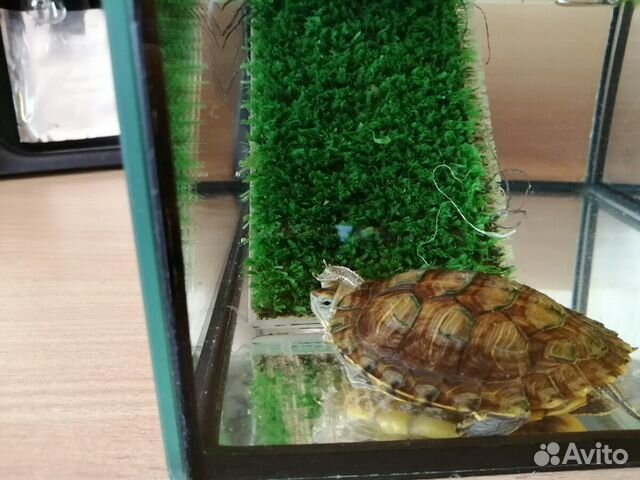 Черепаха